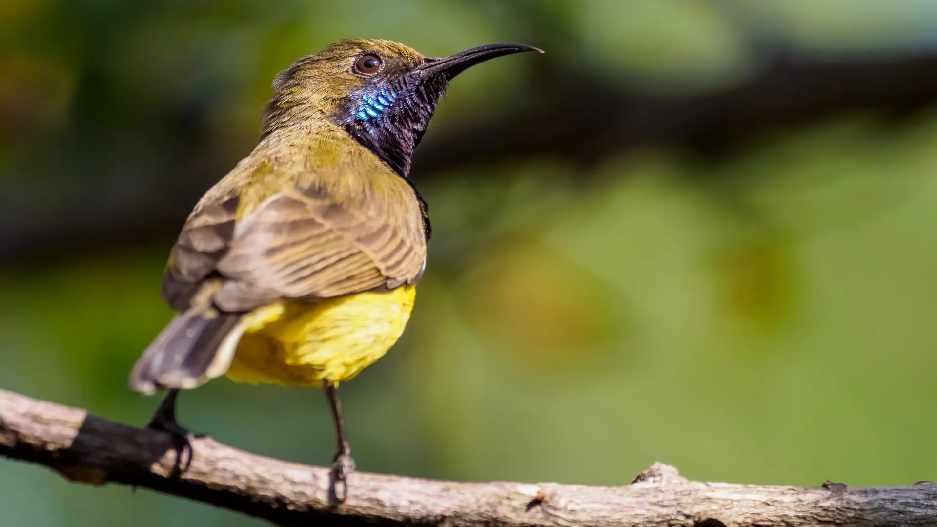 U Srbiji otkrivena nova vrsta ptice: Klimatske promene nam donele voljića maslinara